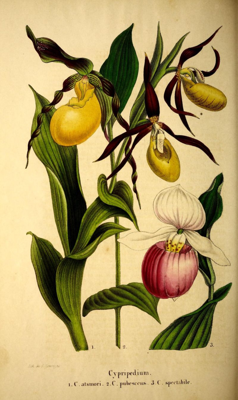 These Vintage Botanical Illustrations Will Have You Gaping in Wonder ...