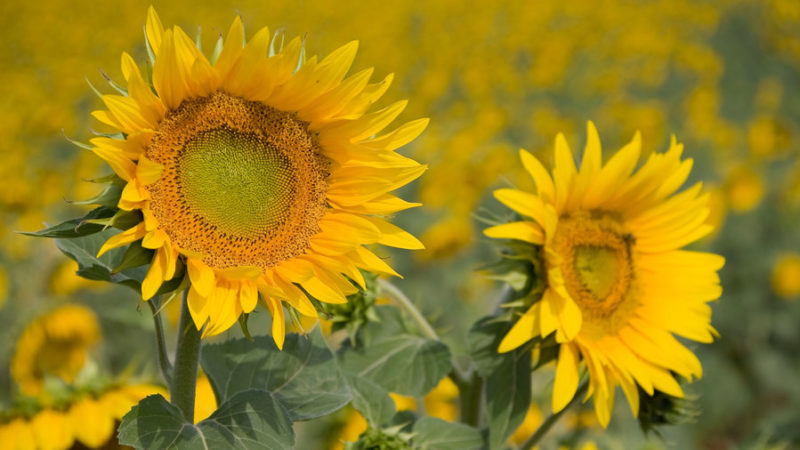 Easy-Care Fall Plants for Your Garden - Sunset Magazine