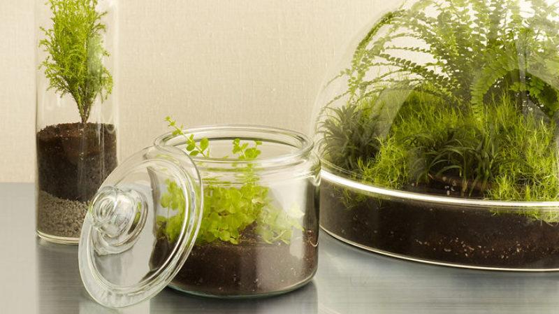 8 Cool DIY Terrariums - Sunset Magazine