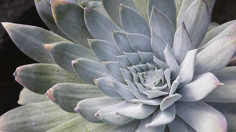 Top Types of Succulents for Home Gardens - Sunset Magazine
