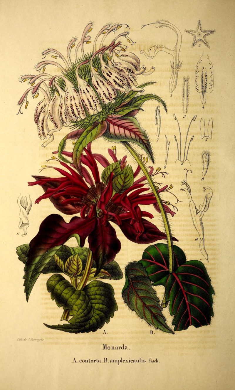 These Vintage Botanical Illustrations Will Have You Gaping in Wonder ...