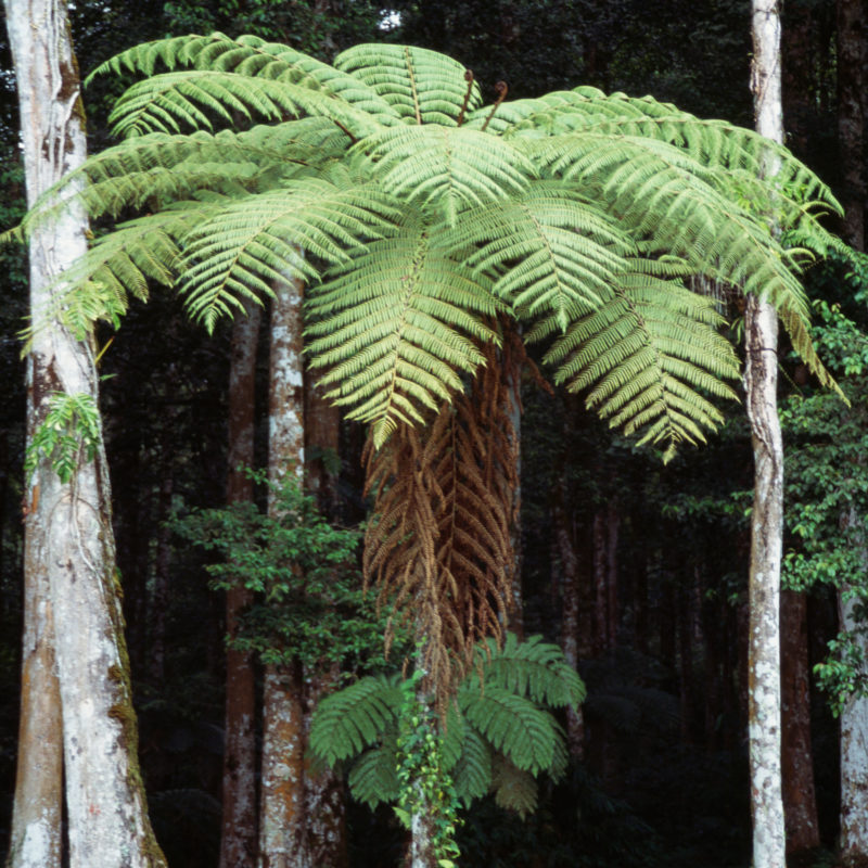 Best Fern Varieties – Sunset Magazine