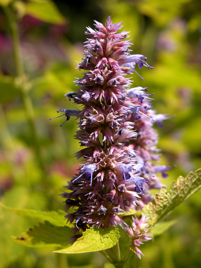 12 Great Drought-Tolerant Plants - Sunset - Sunset Magazine