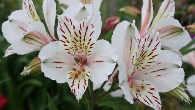 Gorgeous Alstroemeria - Sunset Magazine