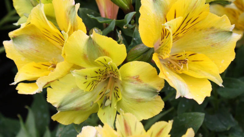 Gorgeous Alstroemeria - Sunset Magazine