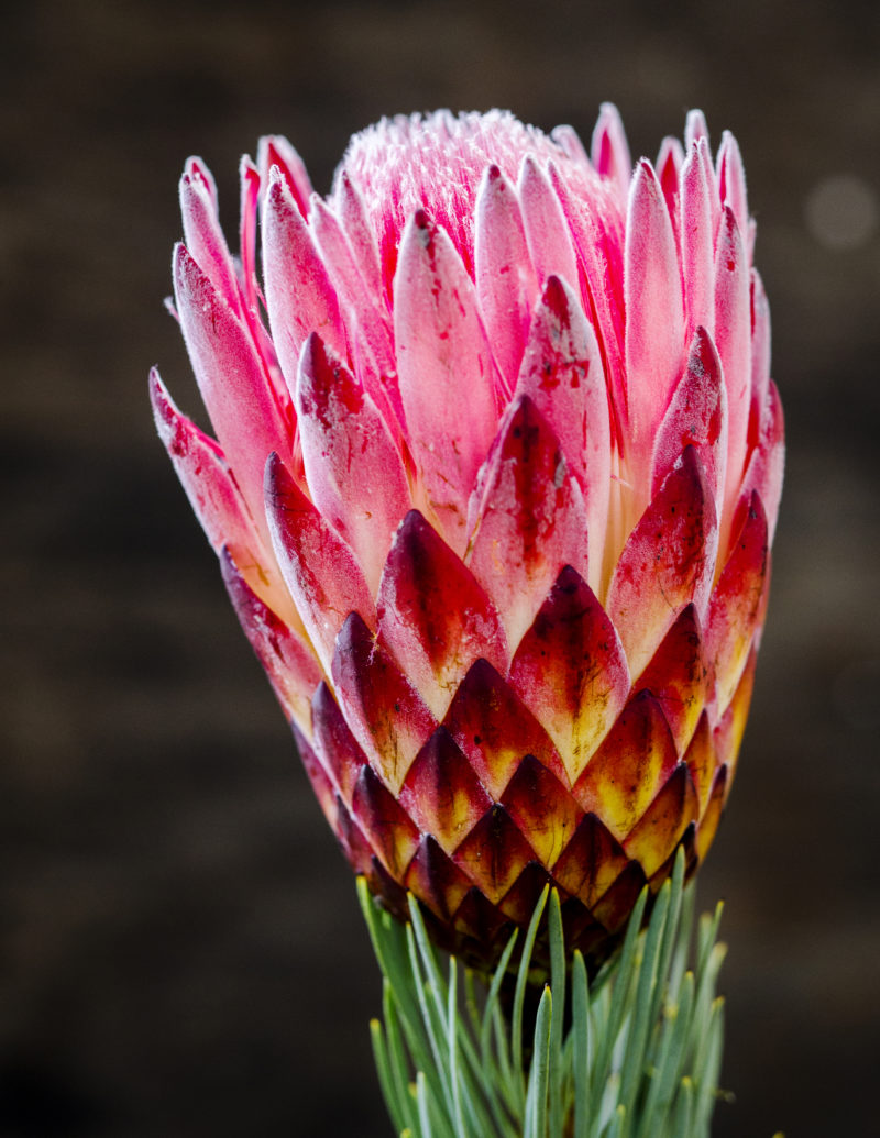 13 Stunning Proteas - Sunset - Sunset Magazine