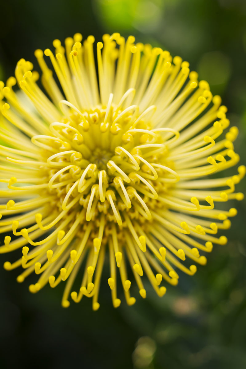 13 Stunning Proteas – Sunset Magazine