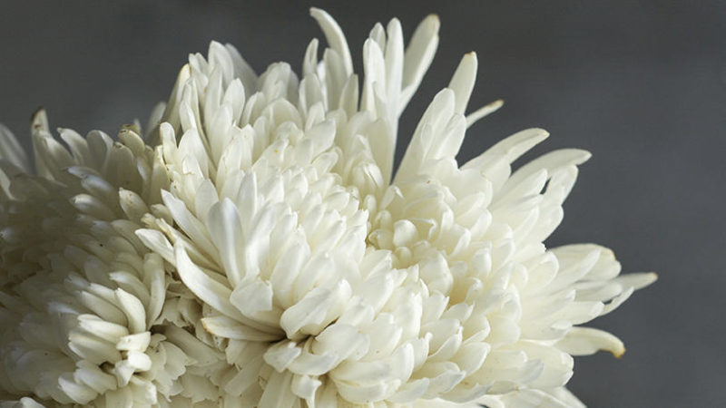 Stunning Fall Chrysanthemums - Sunset Magazine