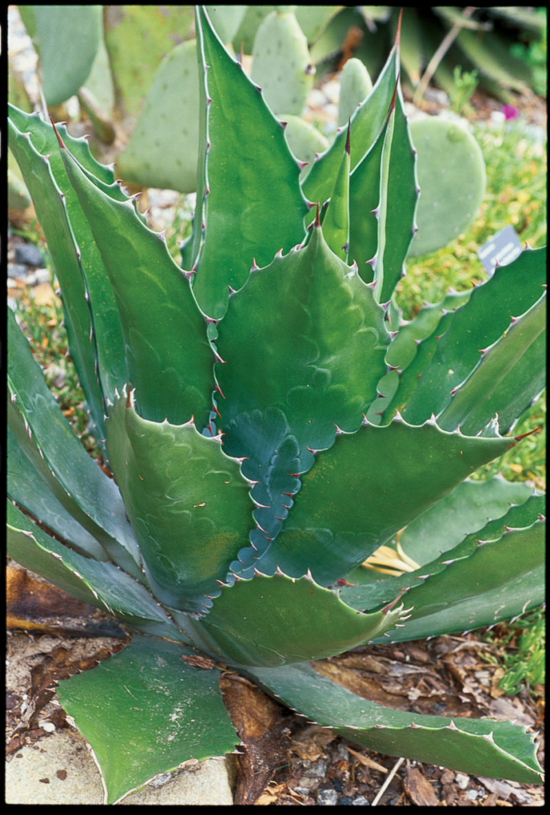 16 Gorgeous Agave Plants - Sunset Magazine