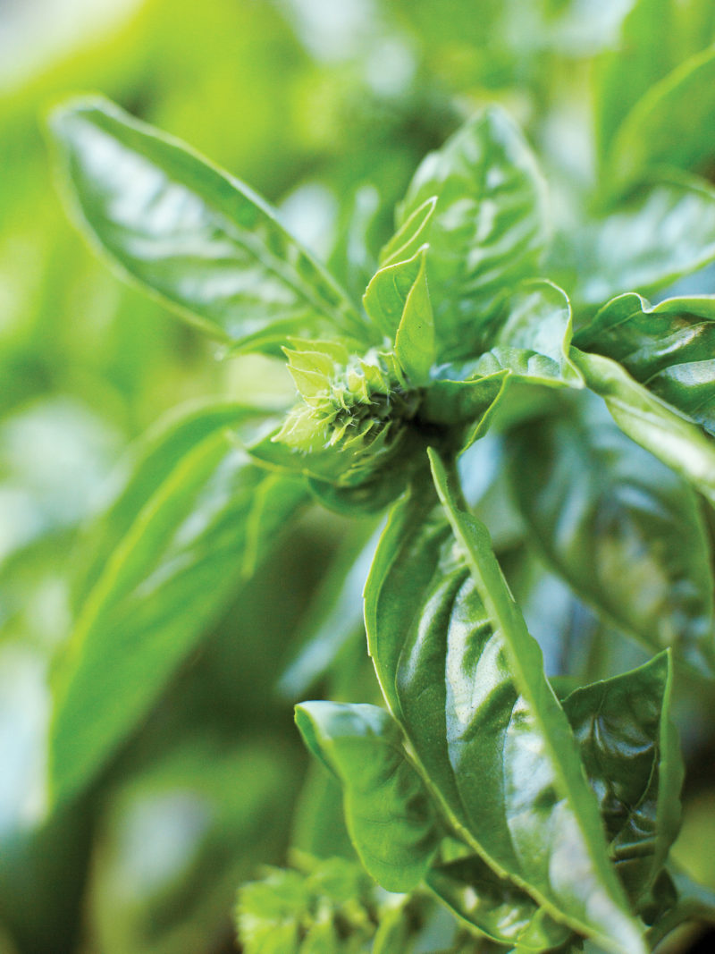 Quick ideas and easy recipes for 14 favorite local crops - Sunset Magazine