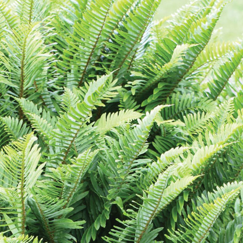 Best Fern Varieties – Sunset Magazine