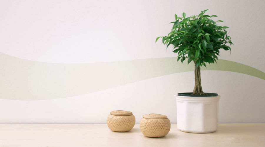 Ficus Tree & More Small Trees As Houseplants – Sunset Magazine