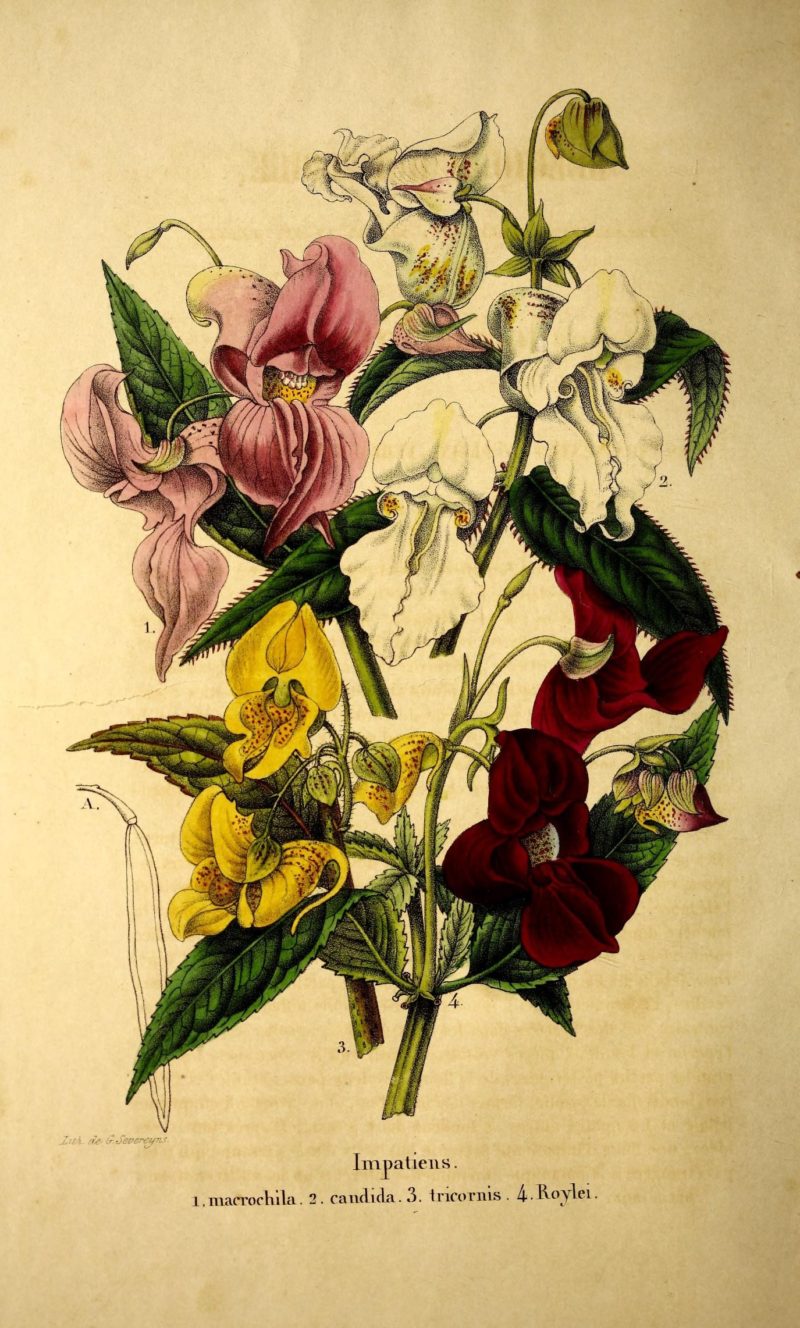 These Vintage Botanical Illustrations Will Have You Gaping in Wonder ...