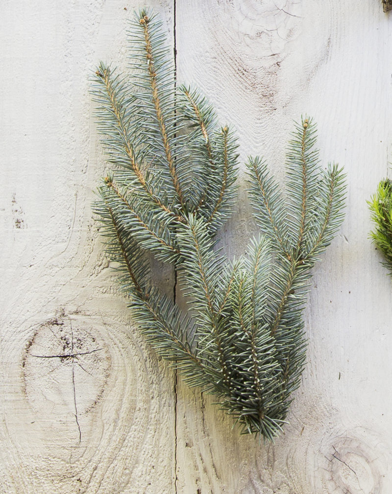 The Best Living Christmas Trees for a Festive Holiday Season - Sunset