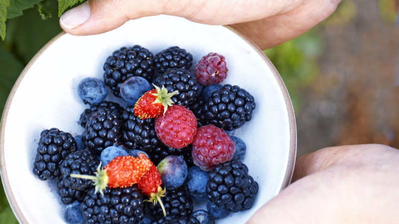 Best Small Space Berries to Plant - Sunset Magazine