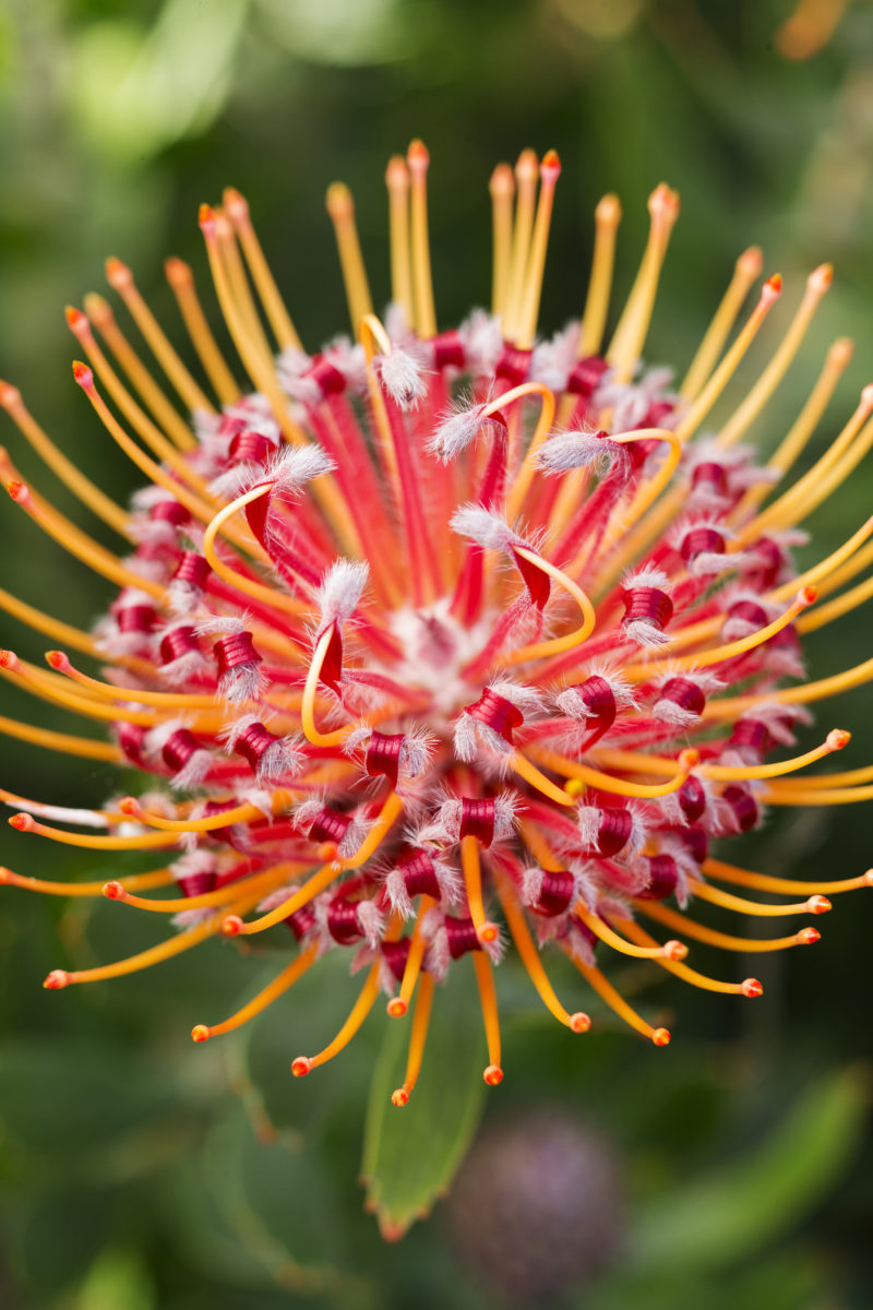 13 Stunning Proteas - Sunset - Sunset Magazine