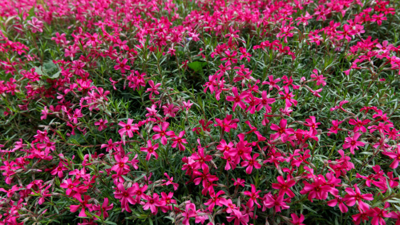 Best Flowers to Plant in Fall - Sunset Magazine