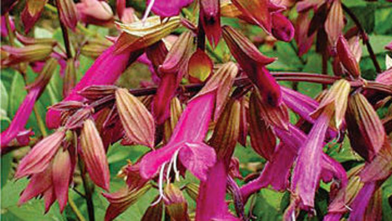 25 Hot Plants to Grow Now - Sunset Magazine