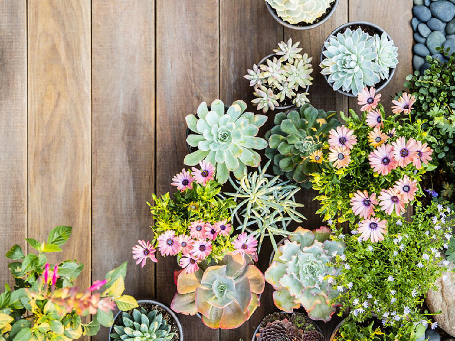 Garden Landscaping and Design Ideas - Sunset Magazine