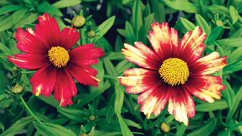 25 Hot Plants to Grow Now - Sunset Magazine