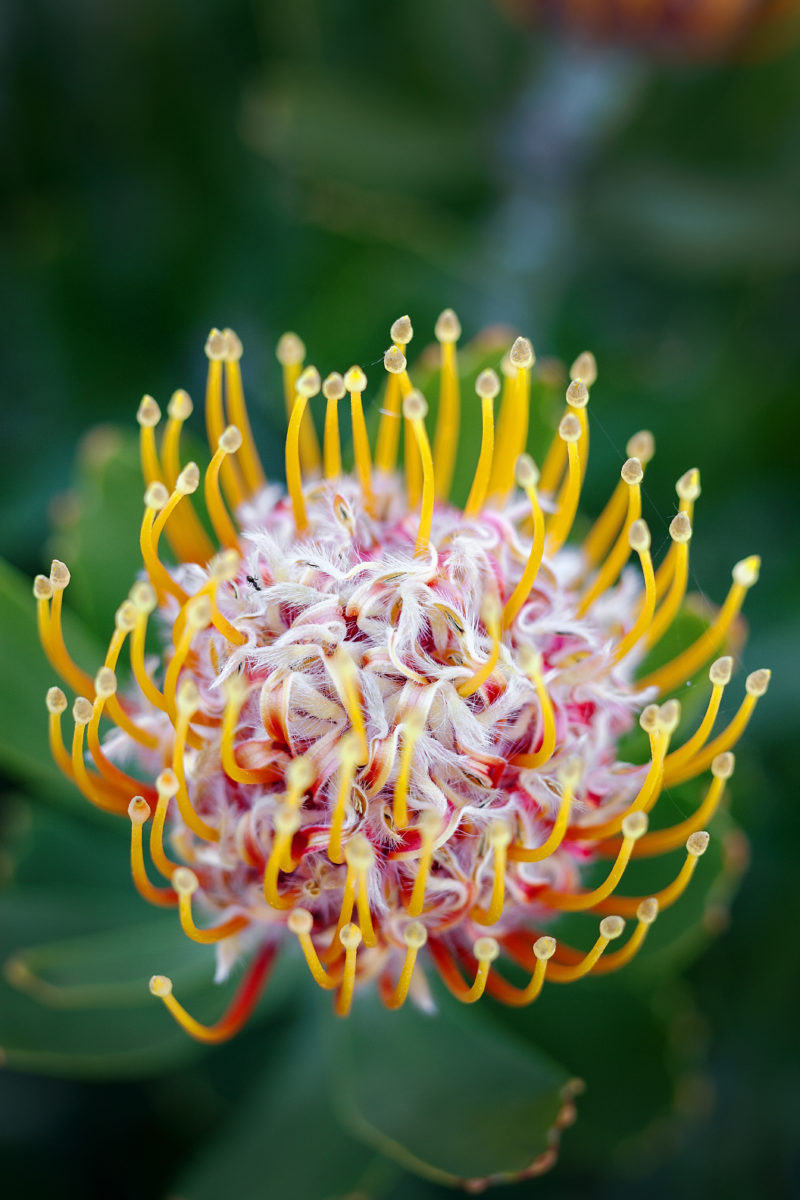 13 Stunning Proteas – Sunset Magazine