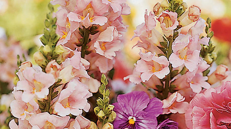 Best Winter Flowers for Color - Sunset Magazine
