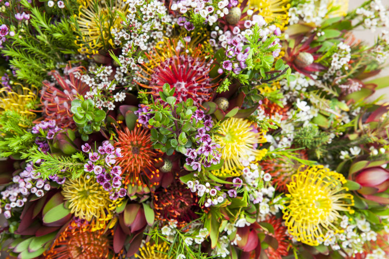 13 Stunning Proteas – Sunset Magazine