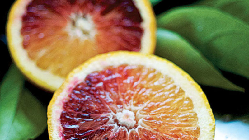 Favorite Citrus Trees - Sunset Magazine