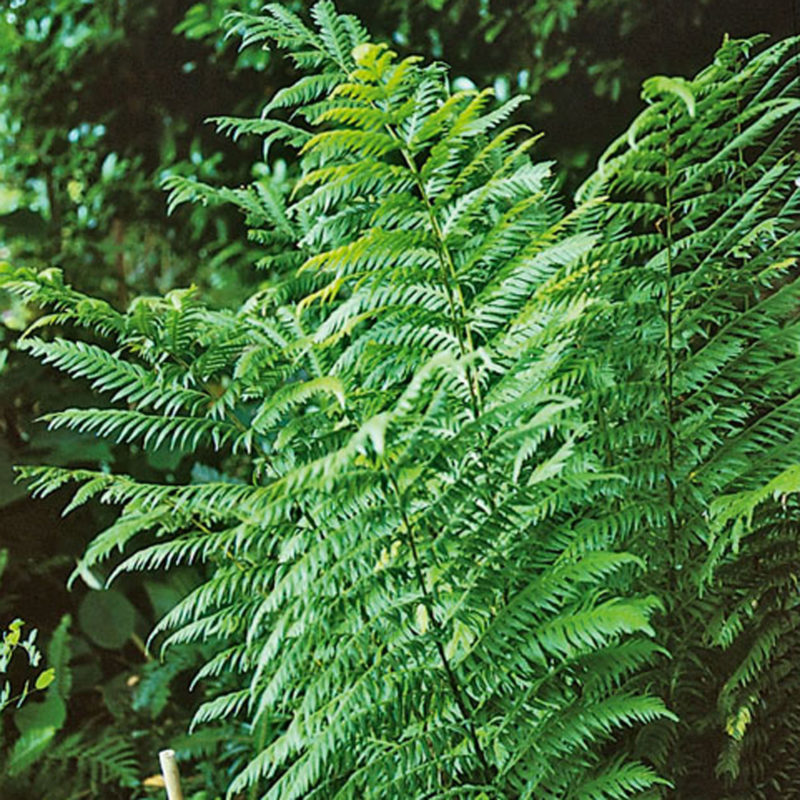 Best Fern Varieties – Sunset Magazine
