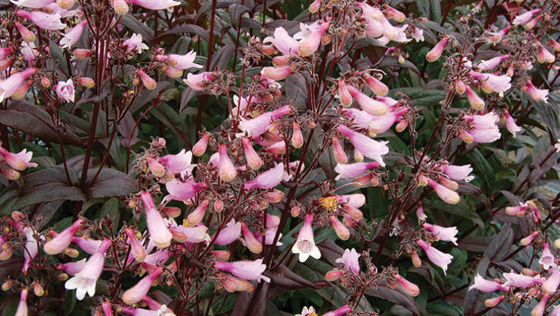 25 Hot Plants to Grow Now - Sunset Magazine