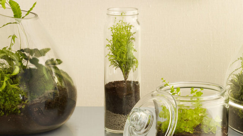 8 Cool DIY Terrariums - Sunset Magazine