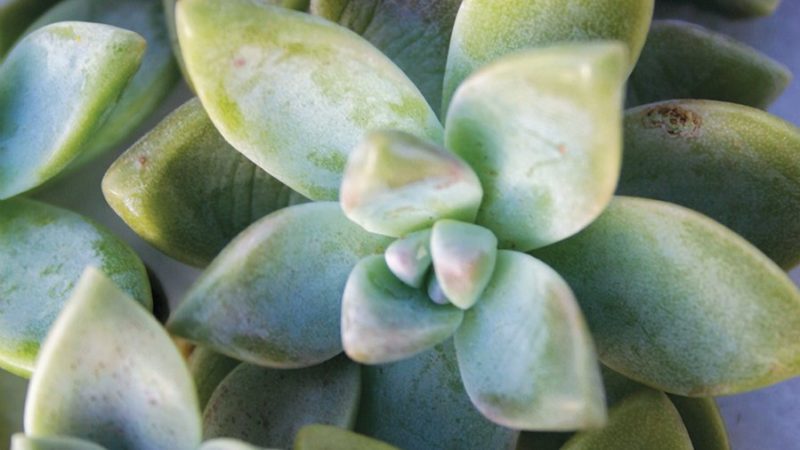Top Types of Succulents for Home Gardens - Sunset Magazine