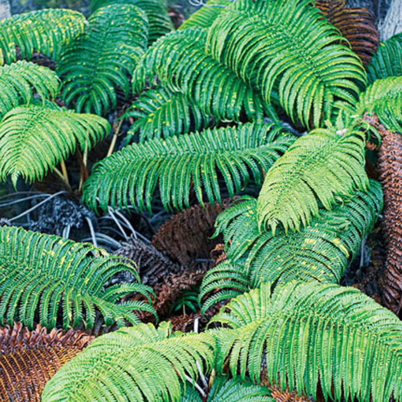 Best Fern Varieties – Sunset Magazine