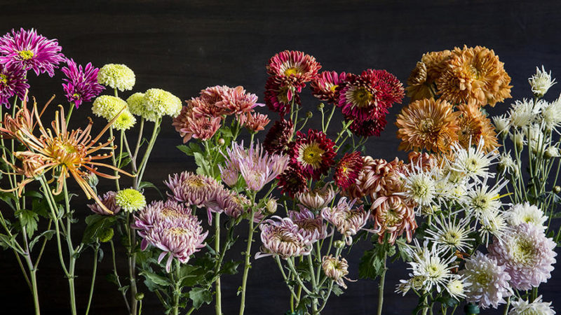 Stunning Fall Chrysanthemums - Sunset Magazine