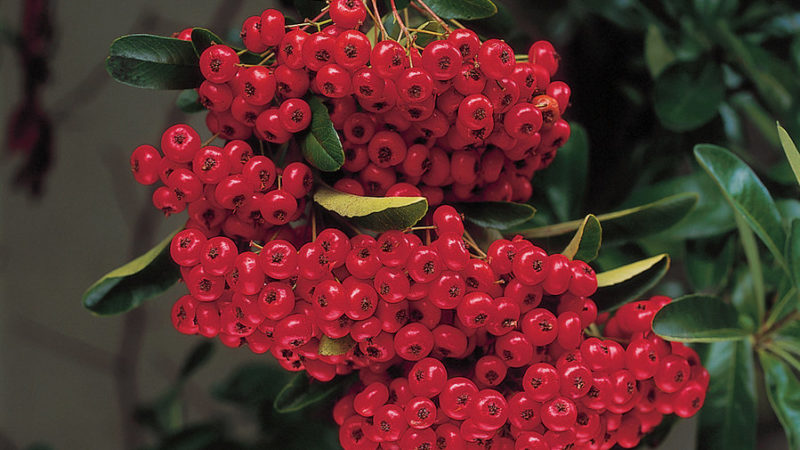 8 Plants with Berries - Sunset Magazine
