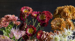 Best Flowers to Plant in Fall - Sunset Magazine