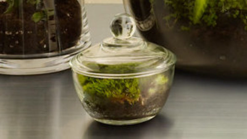 8 Cool DIY Terrariums - Sunset Magazine
