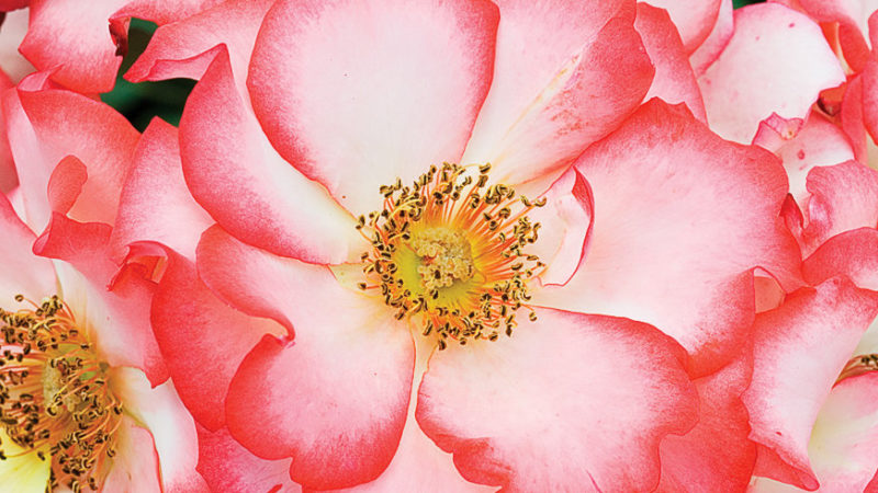 6 Disease-Resistant Roses - Sunset Magazine