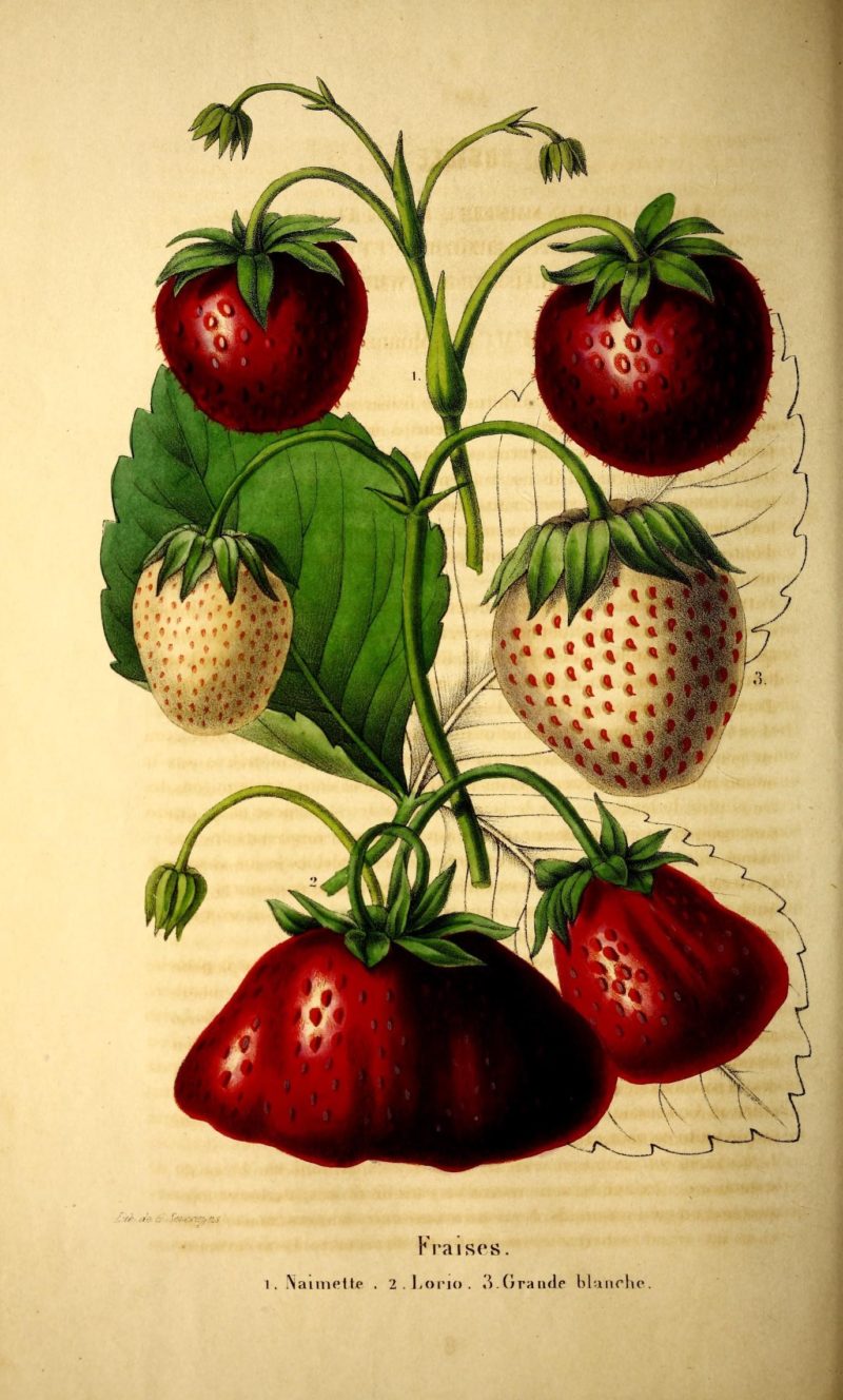 These Vintage Botanical Illustrations Will Have You Gaping in Wonder ...