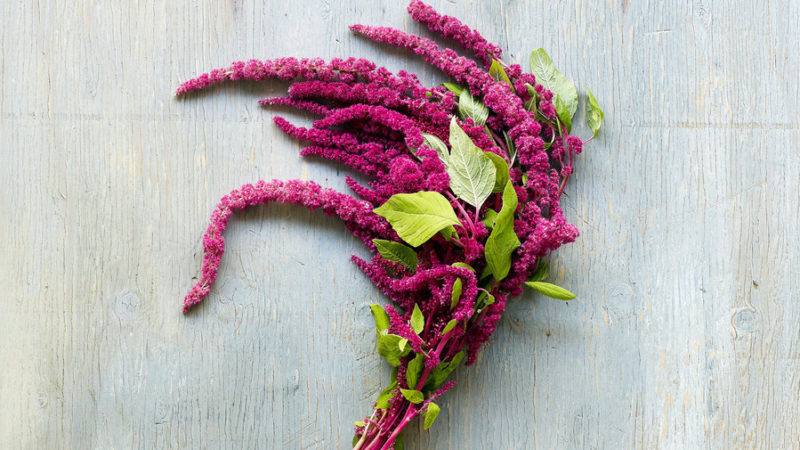 6 Gorgeous Amaranth Flowers - Sunset Magazine