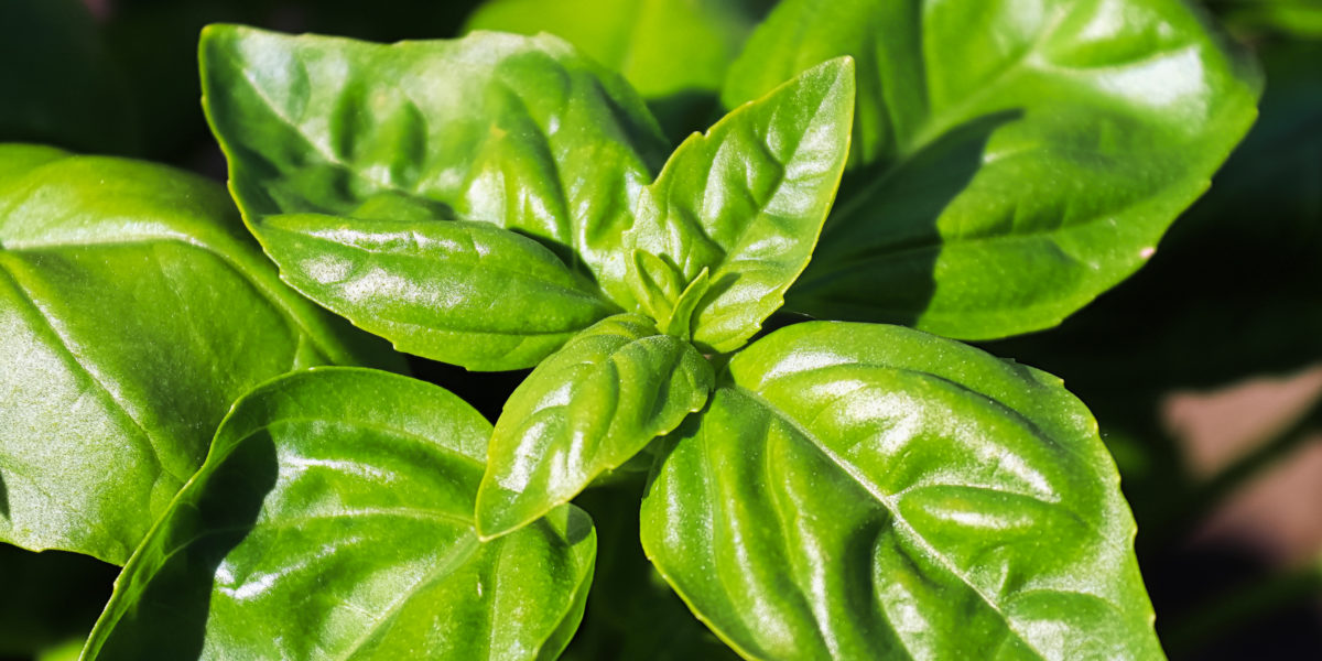 Herb Garden Basics: 32 Essentials for Home Cooks - Sunset Magazine