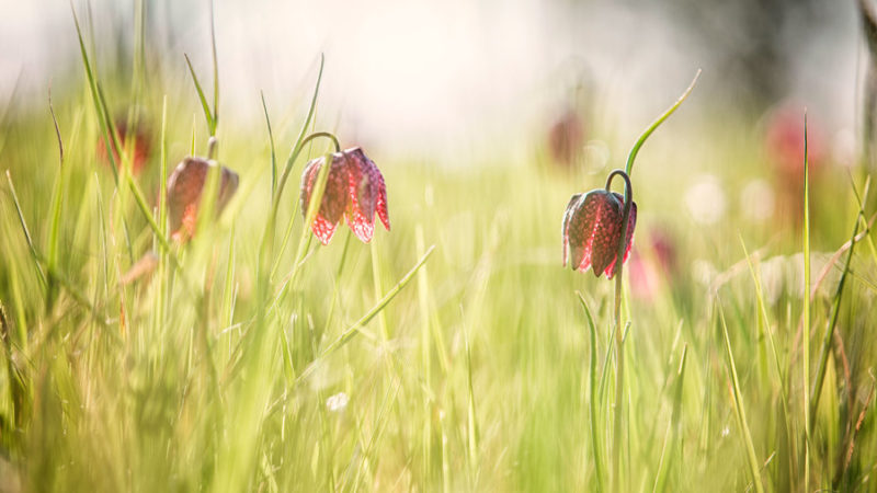 Best Flowers to Plant in Fall - Sunset Magazine