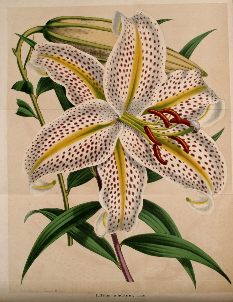 These Vintage Botanical Illustrations Will Have You Gaping in Wonder ...