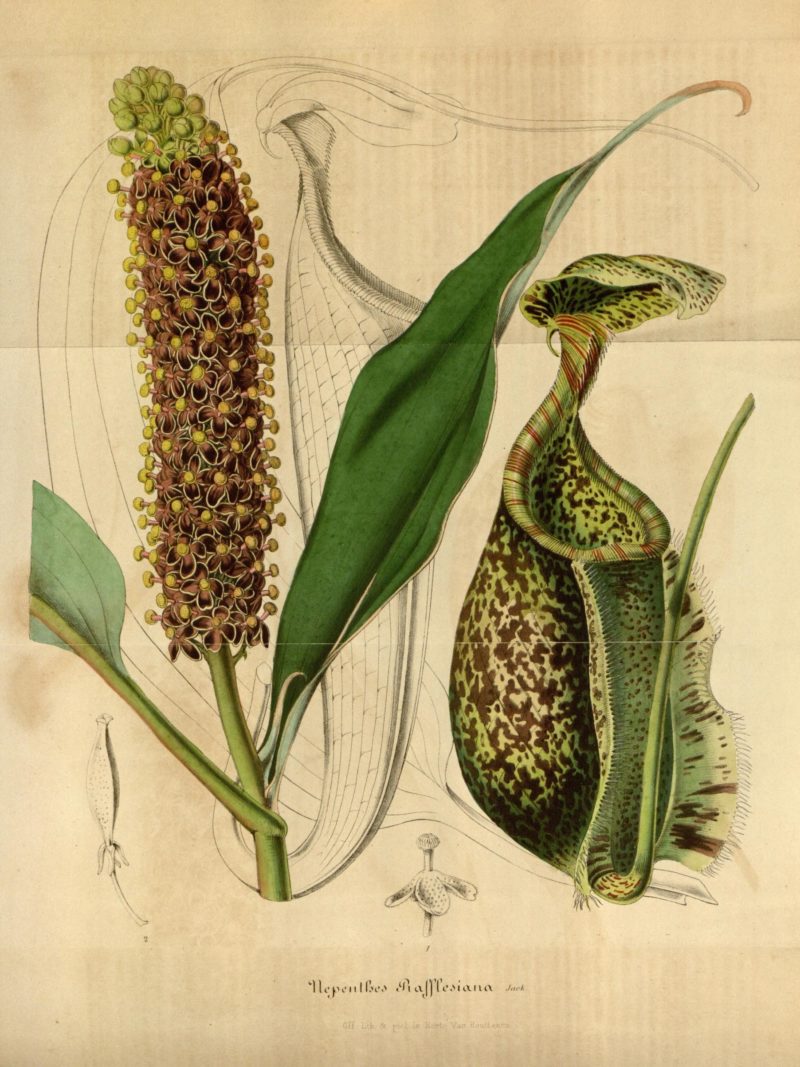 These Vintage Botanical Illustrations Will Have You Gaping in Wonder ...