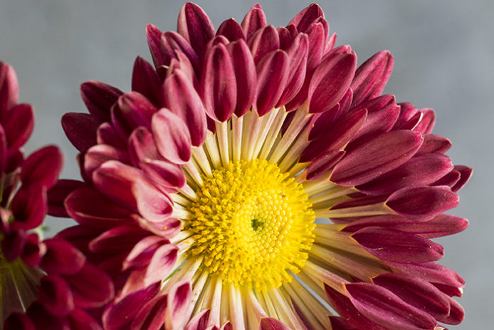 Spoon Chrysanthemum