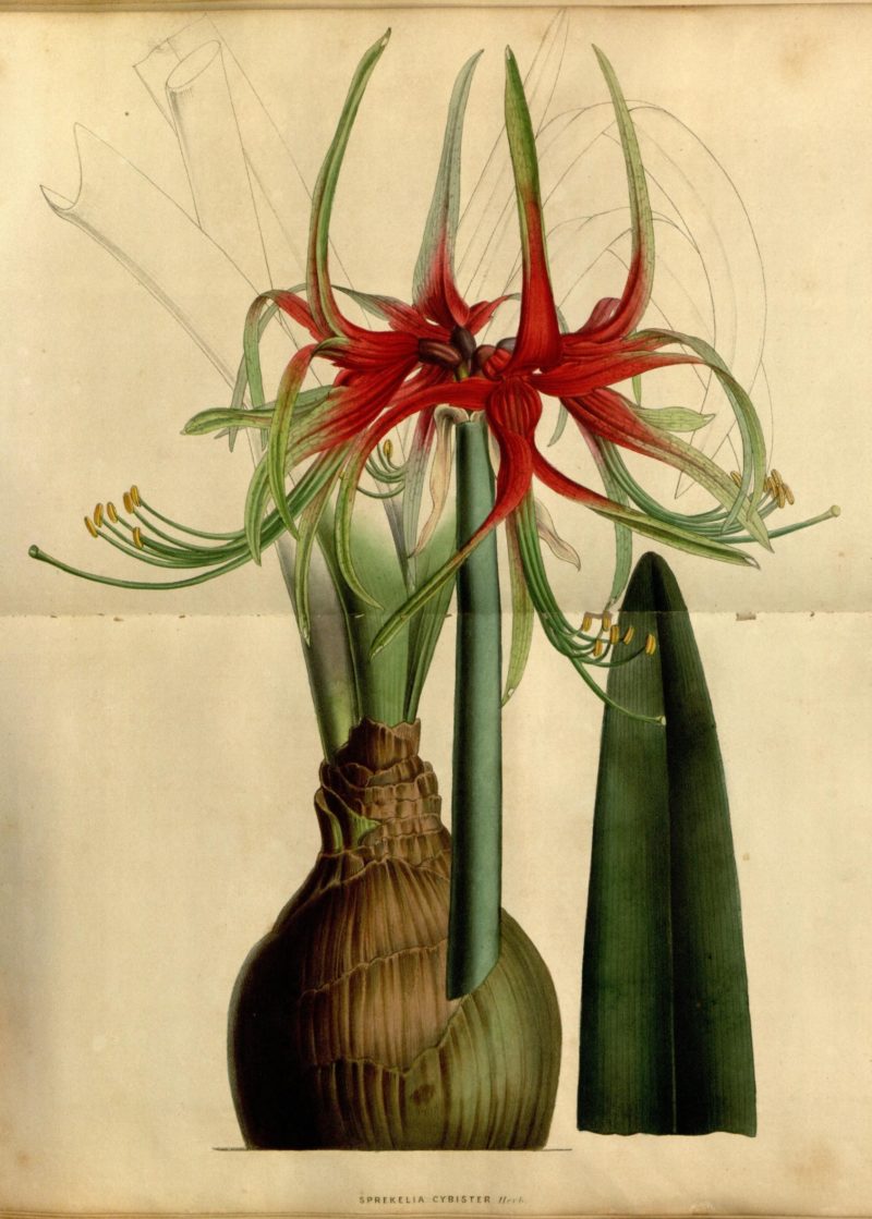 These Vintage Botanical Illustrations Will Have You Gaping in Wonder ...