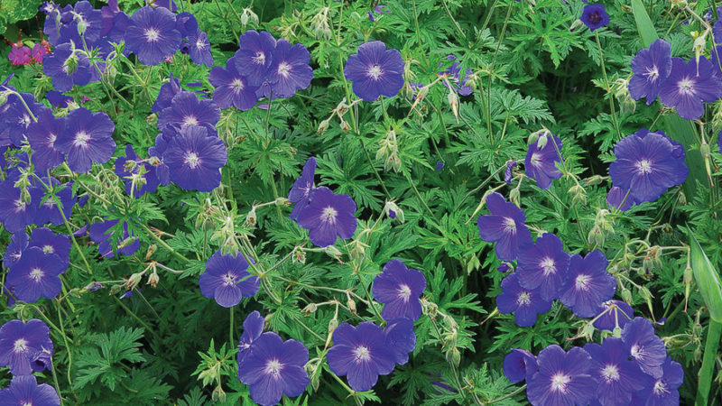 9 Great Beach Plants for Seaside Gardens - Sunset Magazine