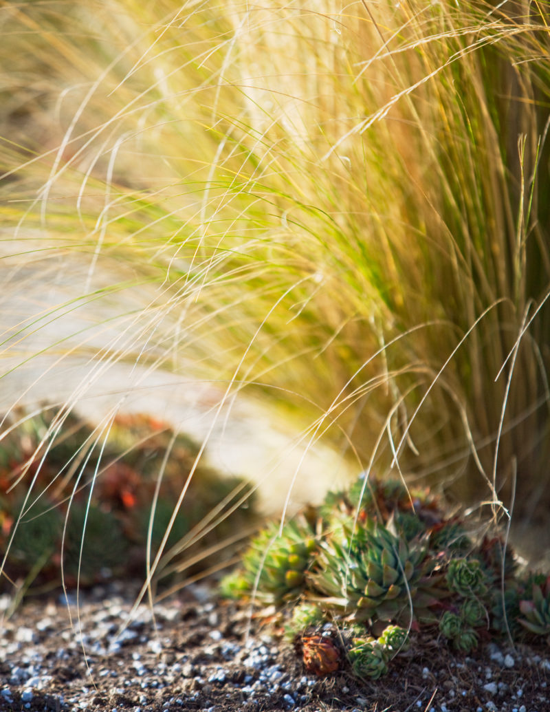 12 Great Drought-Tolerant Plants - Sunset - Sunset Magazine