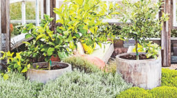 Self-Watering Pots to Save Time & Precious Resources - Sunset Magazine