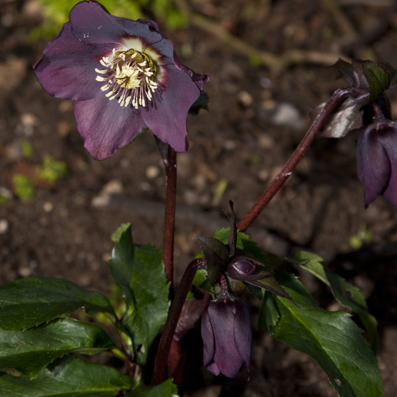 Stunning Black Flowers to Add a Dramatic Mood to Your Garden - Sunset ...